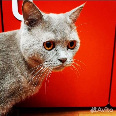 Кошка в дар