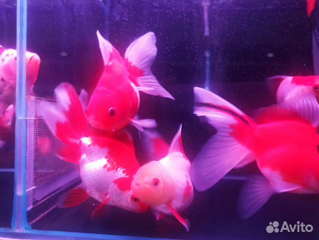 Оранда Реукин 10-11 см