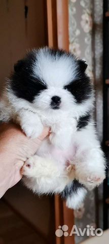 Шпиц Померанский супер мини