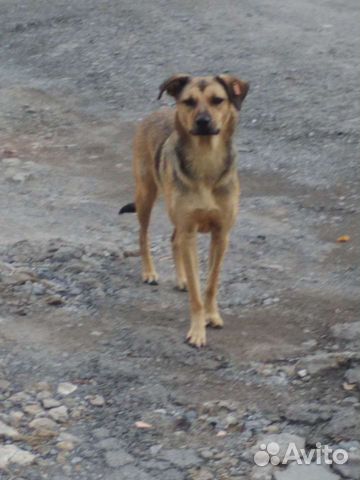 Собака девочка до года ручная веселая принесет сча