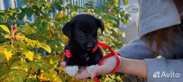 Пуговка 2 маленькой породы ищет дом