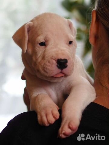 Щенок аргентинского дога