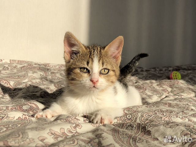 Котенок девочка 2 месяца трехцветная