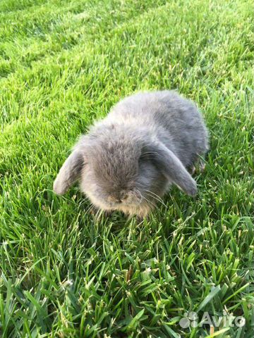 Декоративные кролики вислоухие