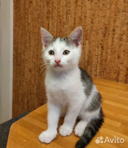 Ласковый котик 2 месяца