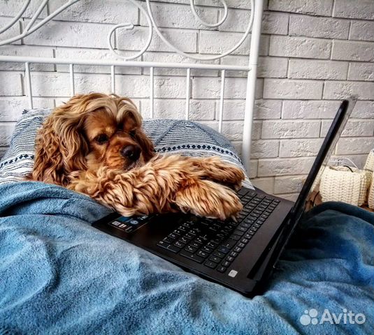 Вязка Американский кокер спаниель