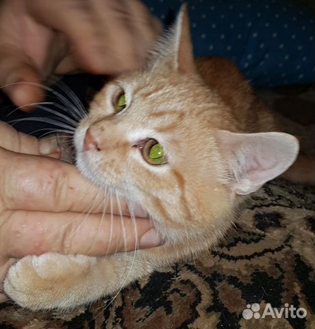 Кошечка в добрые руки