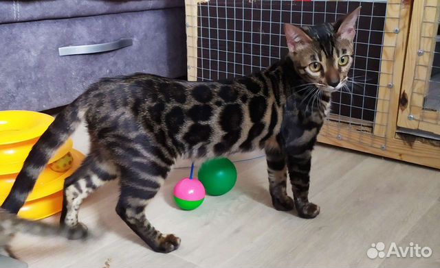 Бенгальская