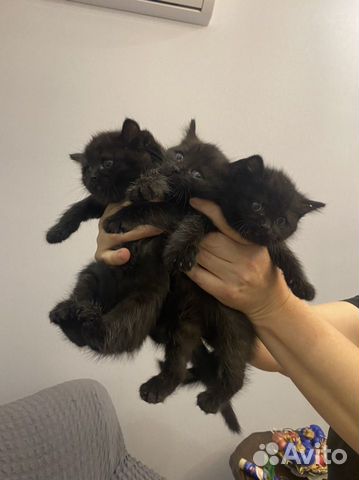 Котята