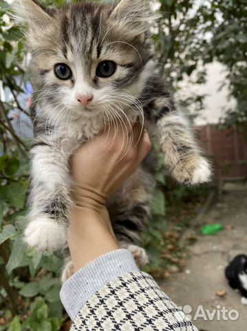 Котята бесплатно