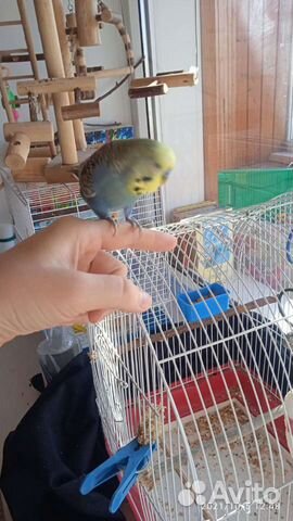 Попугай мальчик