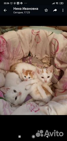 Маленькие котята, рыжие с белым