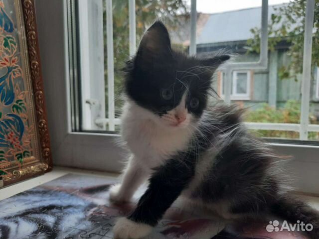 Девочка-умница