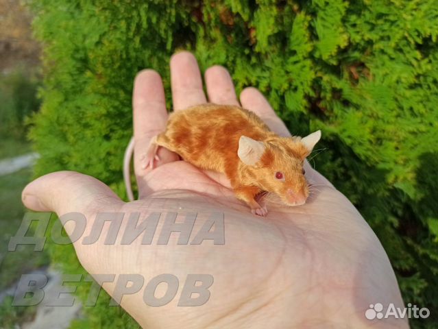 Мышь декоративная сатиновый рекс