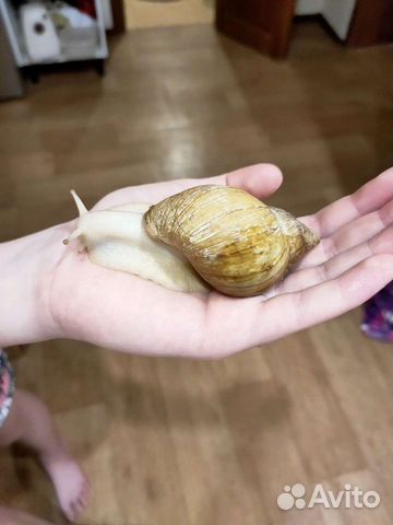 Улитка ахатина