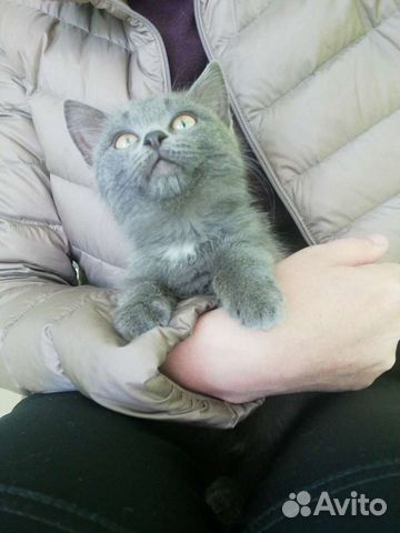 Кошка в дар