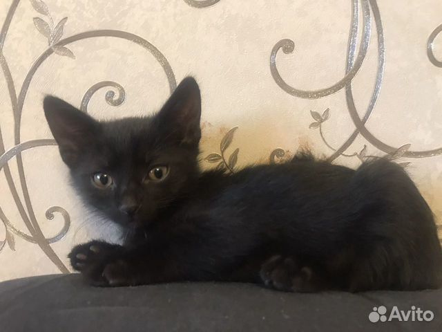 Очень красивый котенок- уголек мальчик 2 месяца