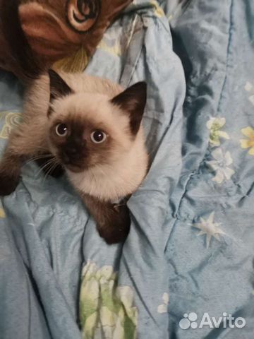 Тайская кошка помесь в добрые руки бесплатно