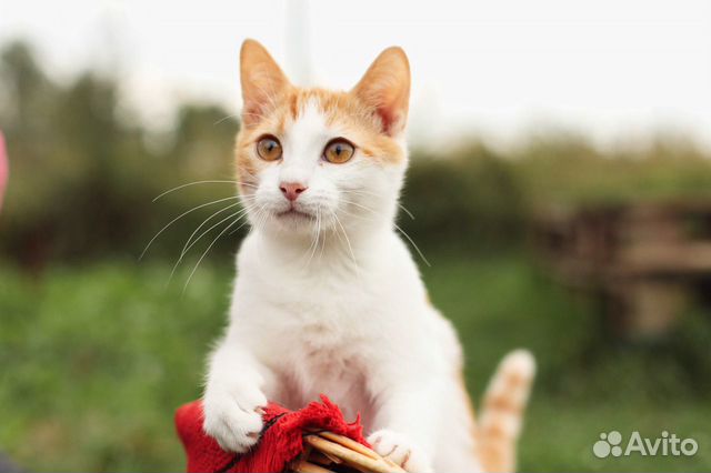 Нежный котенок Рыж в добрые руки