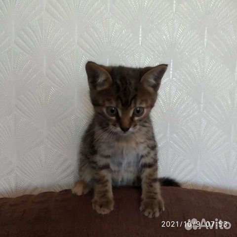 Ручной котенок девочка полтора месяца