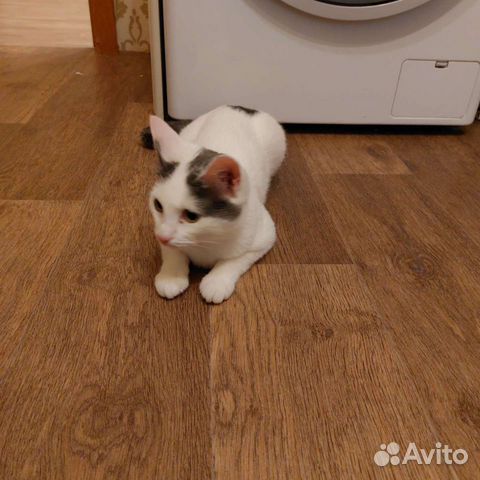 Кошки в добрые руки бесплатно