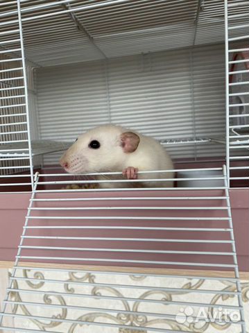 Отдам крысу с клеткой. Ручная, требует внимания и