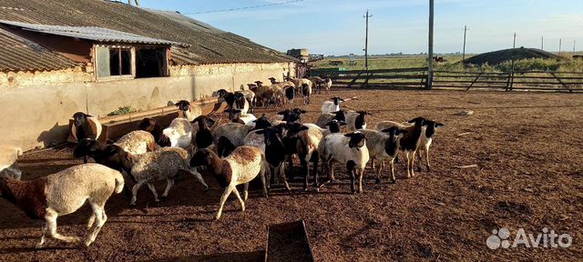 Ярки дорпири