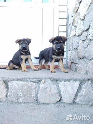 Чепрачный чистокровные щенки немцы