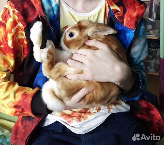 Аренда кролика