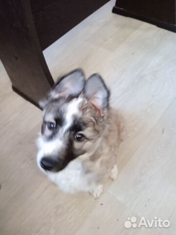 Собака в добрые руки щенок маленькая порода мальчи