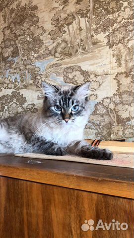 Кот в хорошие руки