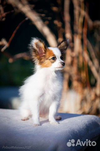 Сука папийона