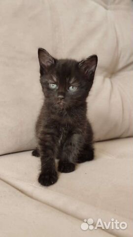 Игривая, ласковая кошечка