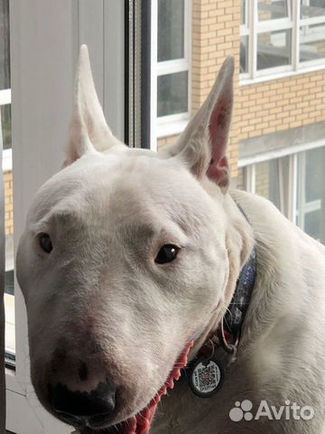 Миниатюрный бультерьер