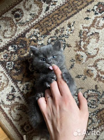 Продам котят полубританцев