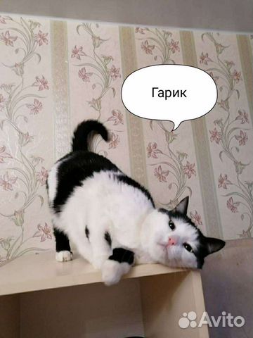 Коты и кошки