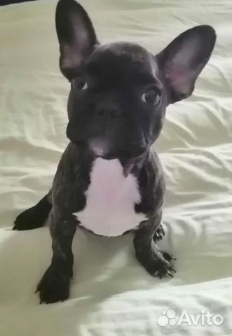 Французский бульдог щенок девочка