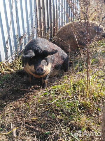 Продаются свиньи породы мангалица