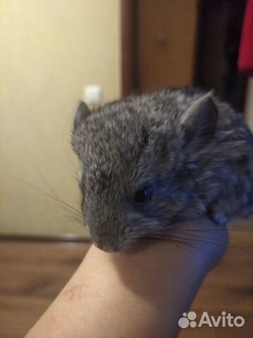 Продам шиншилу