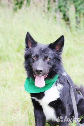 Собака в добрые руки. Гриша ищет дом