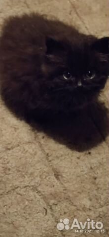 Персидская кошка в добрые руки бесплатно