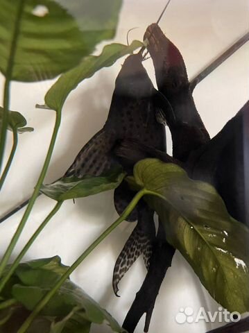 Сомики синодонтисы