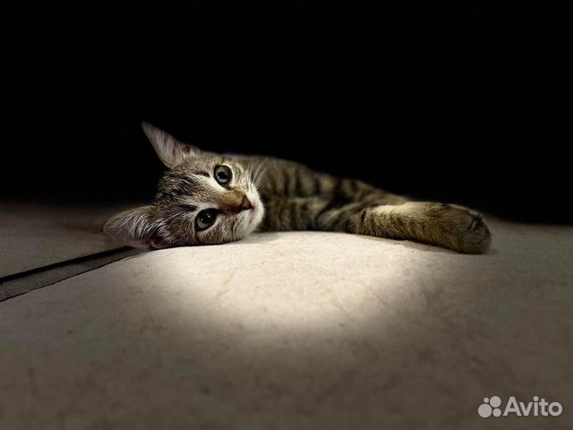 Котенок в добрые руки