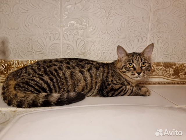 Котенок ищет дом