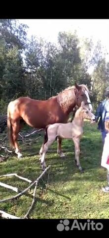 Жеребёнок