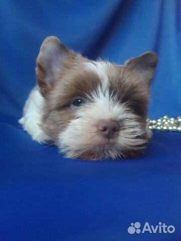 Йоркширский терьер чудо малыш