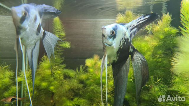 Скалярия Брилиант, Голубой Ангел