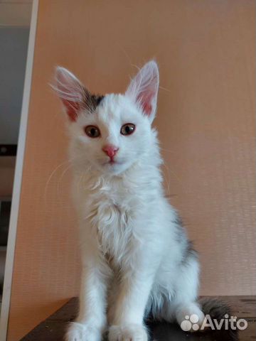 Турецкая ангора, турецкий Ван, котенок в дар