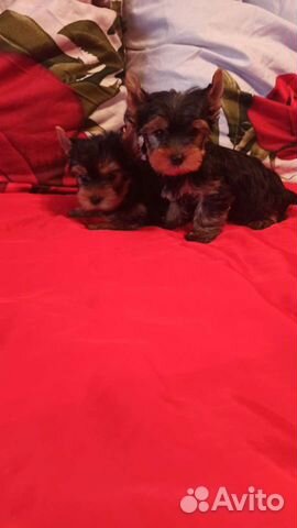 Йоркширский терьер мини мальчишки