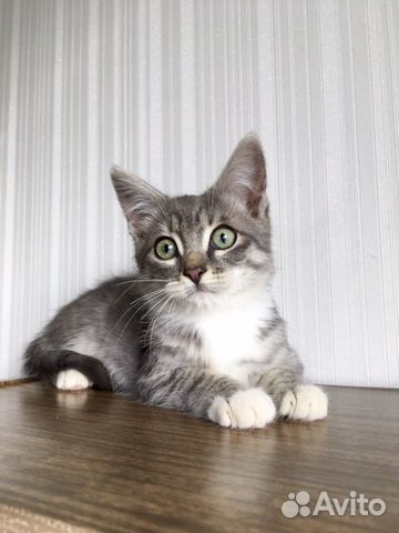 Зеленоглазое такси Серый котенок в дар